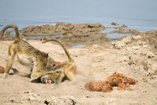 Baboon antics - Travel Africa