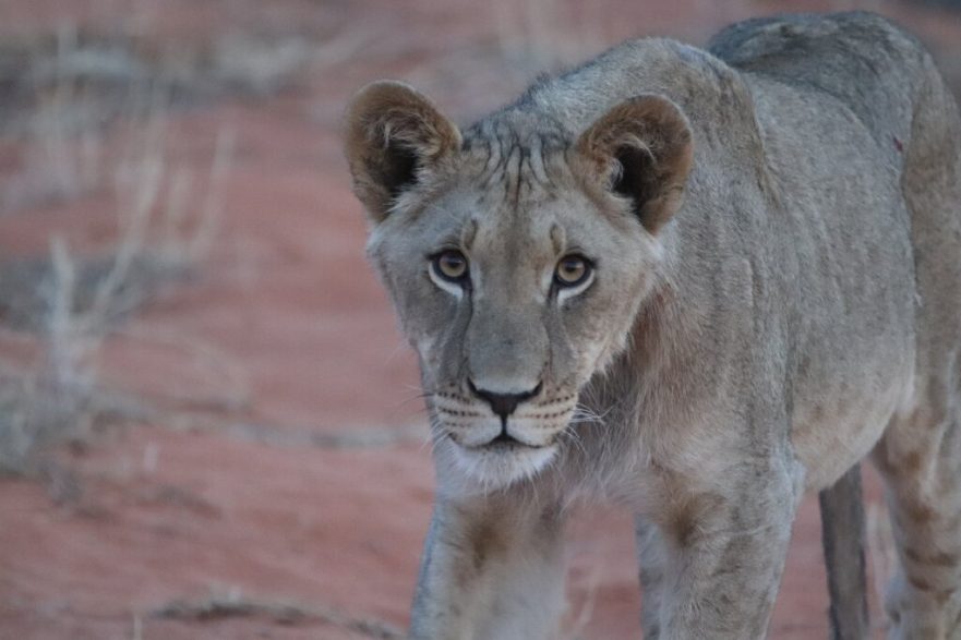 4x4 African adventure at the Kgalagadi Wilderness Camps