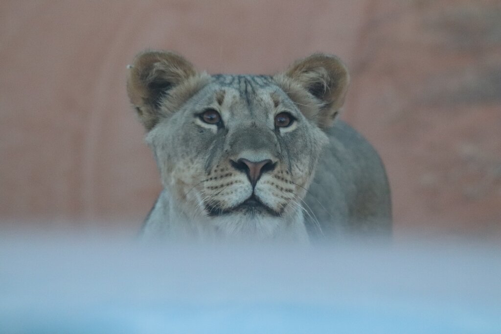 4x4 African adventure at the Kgalagadi Wilderness Camps