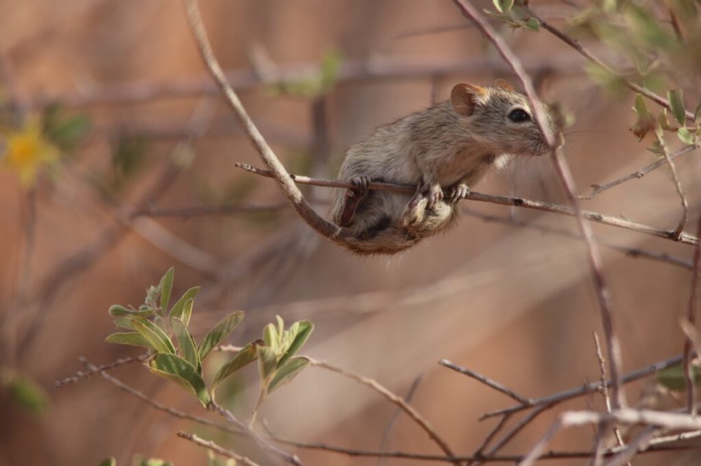 4x4 African adventure at the Kgalagadi Wilderness Camps
