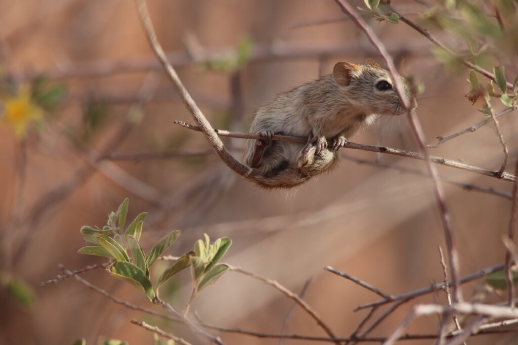 4x4 African adventure at the Kgalagadi Wilderness Camps