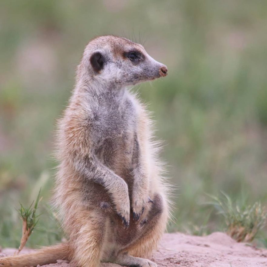 Makgadikgadi Pans – meerkat tour and migration mayhem - Travel Africa