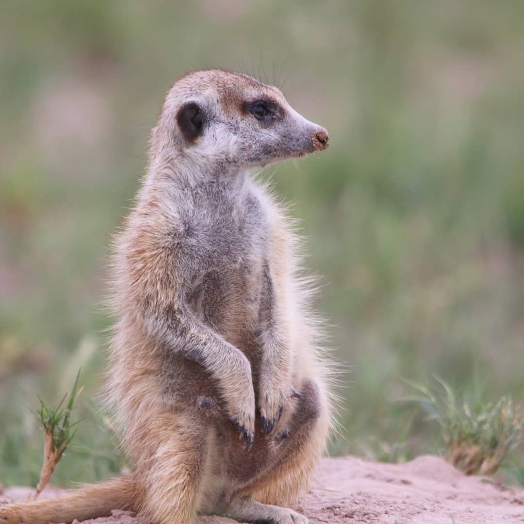 Makgadikgadi Pans – meerkat tour and migration mayhem - Travel Africa